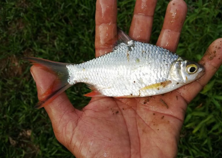 Profil ikan lampam ekor merah - Umpan