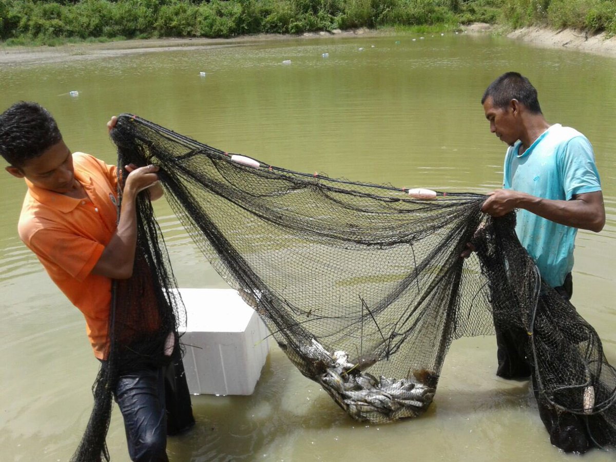 Wacana: Kepentingan Ikan Lampam Dalam Industri