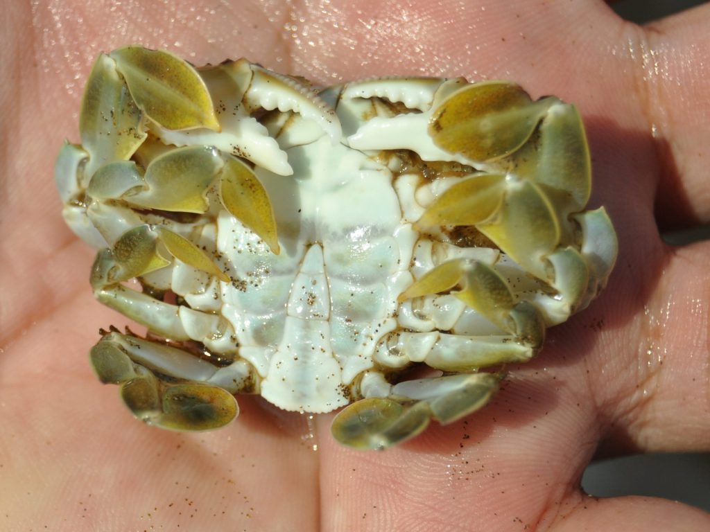 Kenali Ketam Ragi & Cara Menangkapnya - Umpan