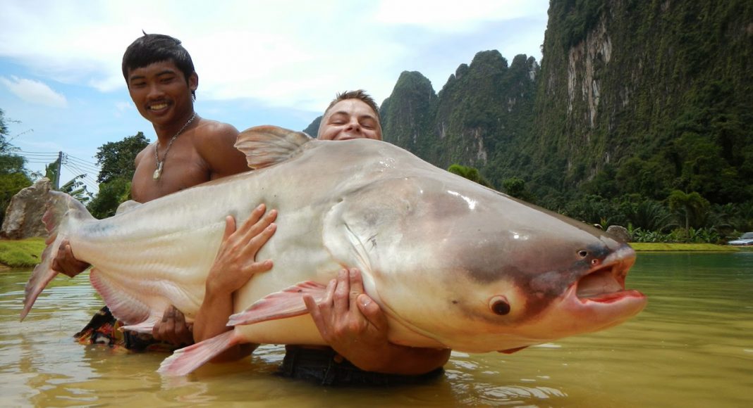 Info Spesies - Profil Patin Terbesar Dunia!!