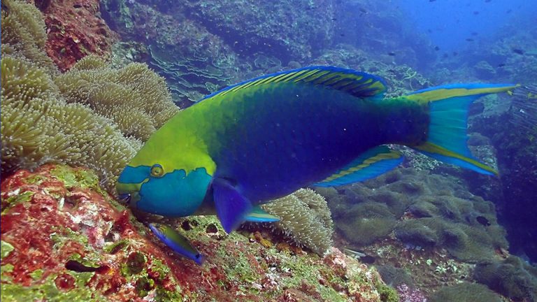 Info spesies: Keluarga ikan bayan / ketarap - Umpan