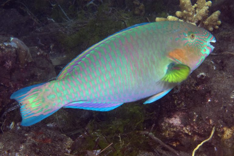 Info spesies: Keluarga ikan bayan / ketarap - Umpan