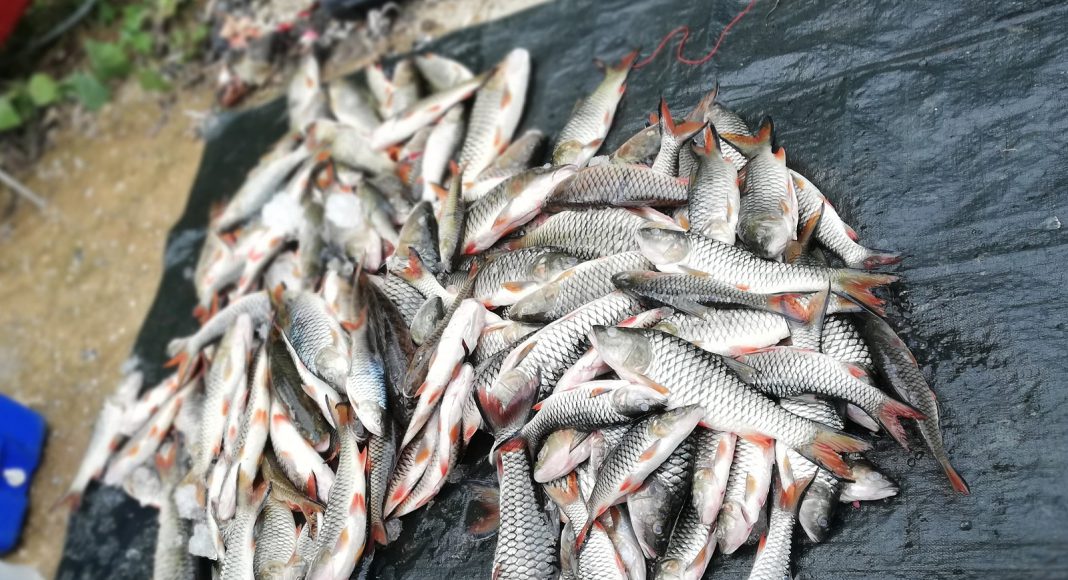 Info spesies: Keluarga ikan bayan / ketarap!! - Umpan