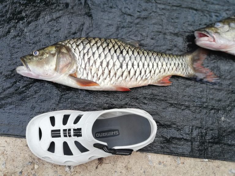 Kenali spesies sebarau satu belang (Hampala macrolepidota)