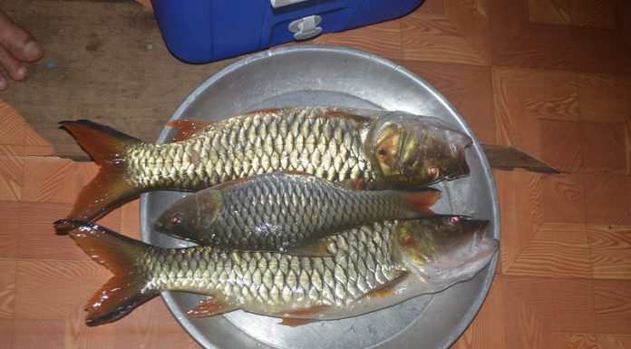 Kenali spesies sebarau satu belang (Hampala macrolepidota)