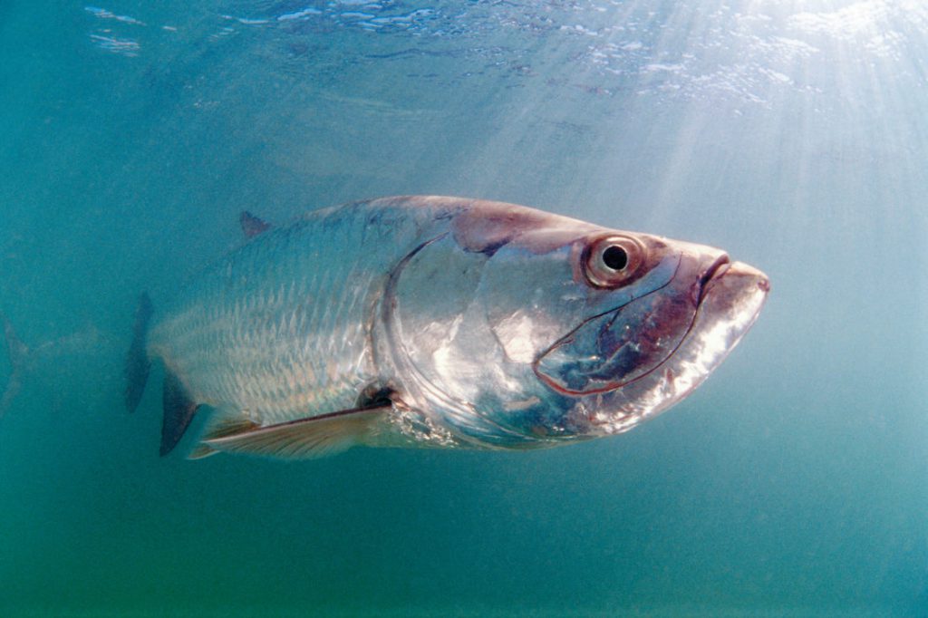 Info Spesies - Kenali Spesies Ikan Bulan - Umpan