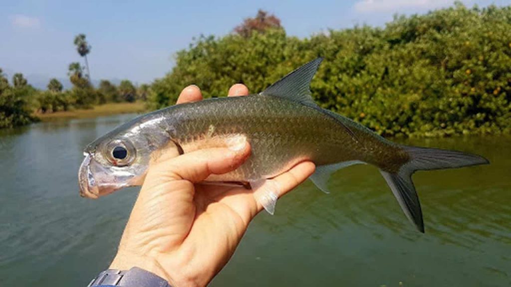 Info Spesies - Kenali Spesies Ikan Bulan - Umpan