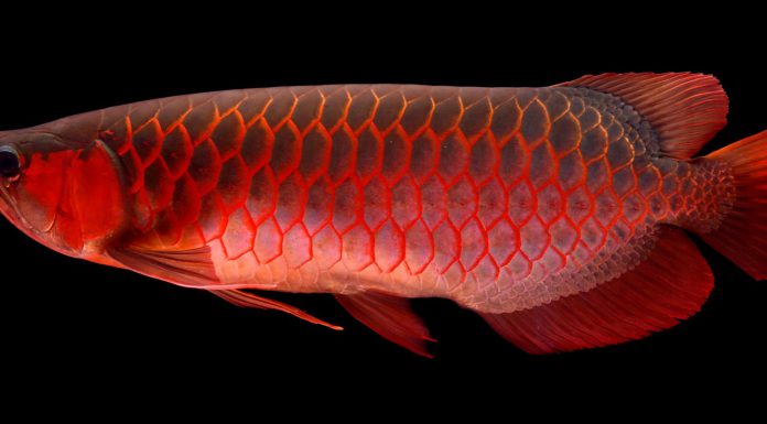 10 Spesies Ikan Yu Yang Menakjubkan!!