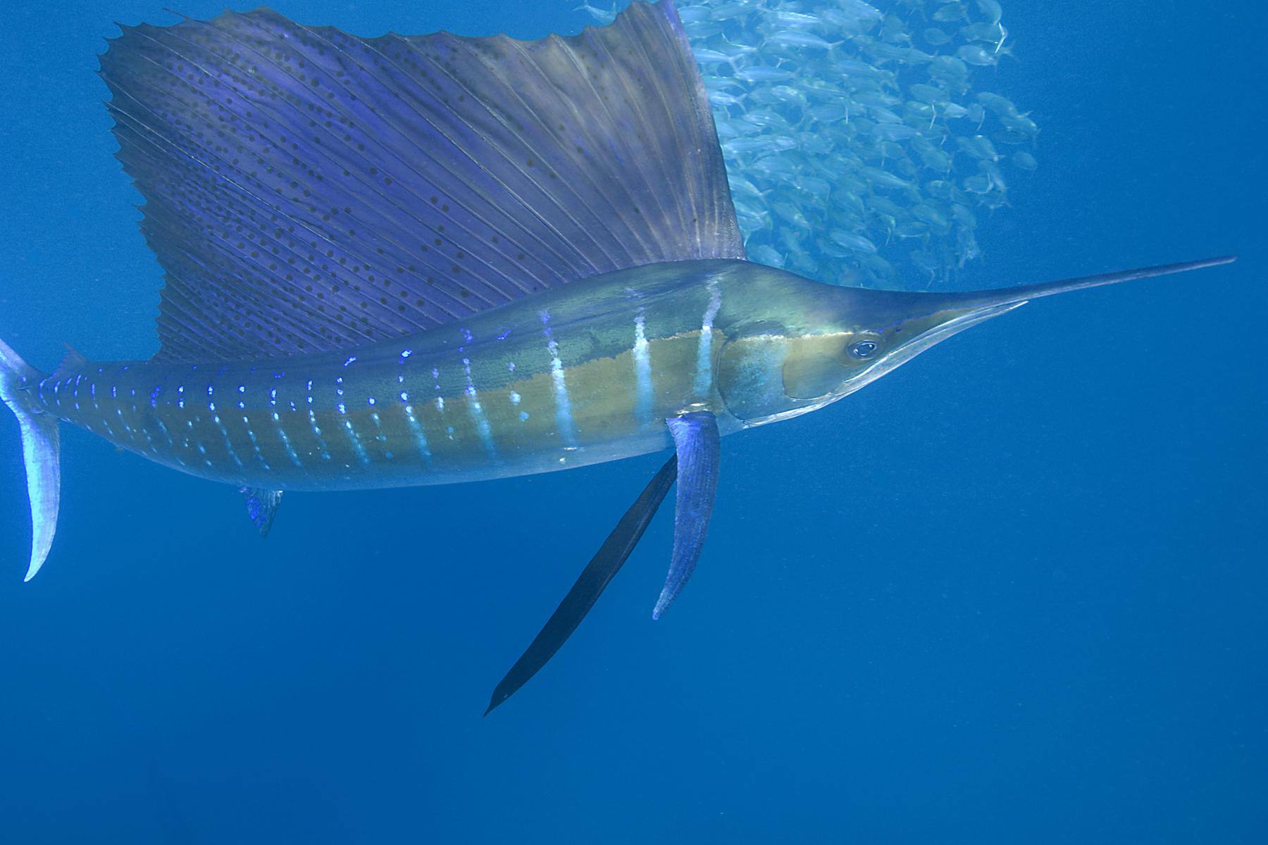 atlantic-sailfish - Umpan