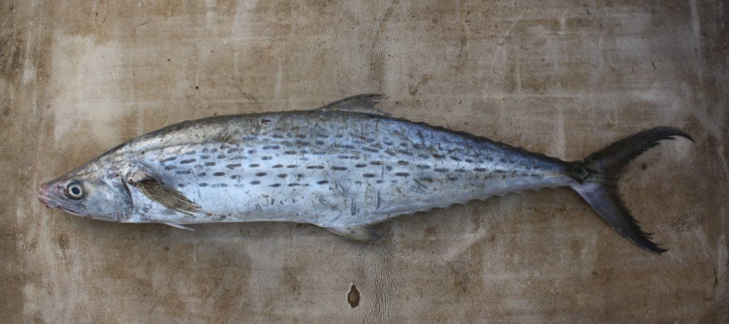 Jenis Ikan Tenggiri Yang Terdapat Di Laut Kita - Umpan