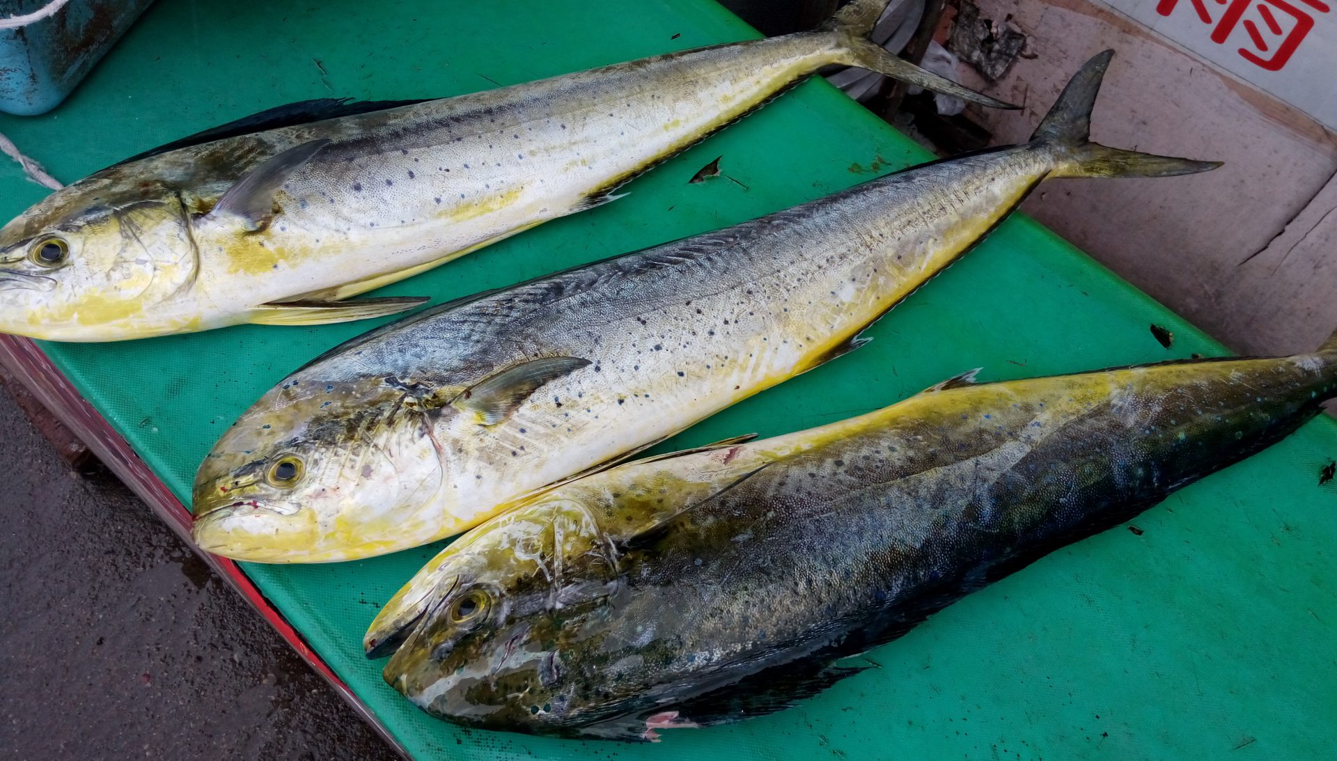 10 Spesies Ikan Yu Yang Menakjubkan!! - Umpan