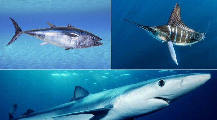 Kenali Spesies Ikan Terpaling Curut - Umpan