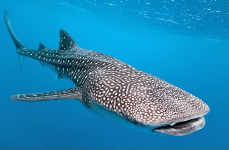 3 Spesies Tenggiri Popular Tanah Air © - Umpan