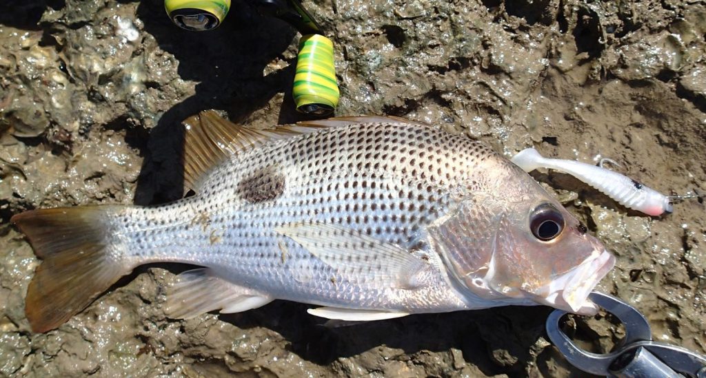 Kenali Ikan Jenahak (kemaskini) - Umpan