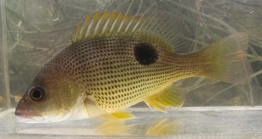 Kenali Ikan Jenahak (kemaskini) - Umpan