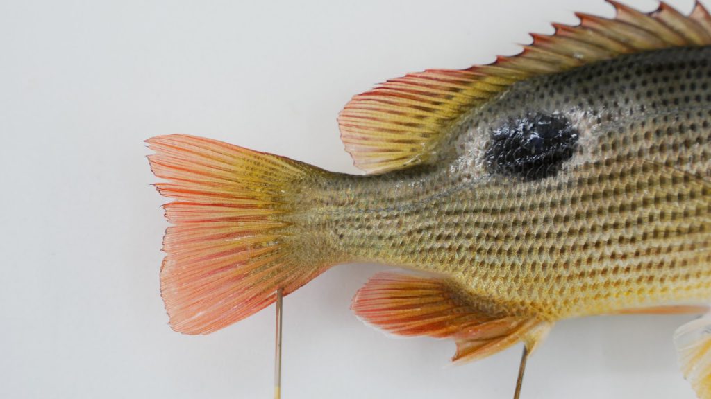 Kenali Ikan Jenahak (kemaskini) - Umpan