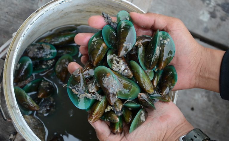 Info spesies: Keluarga ikan bayan / ketarap!! - Umpan