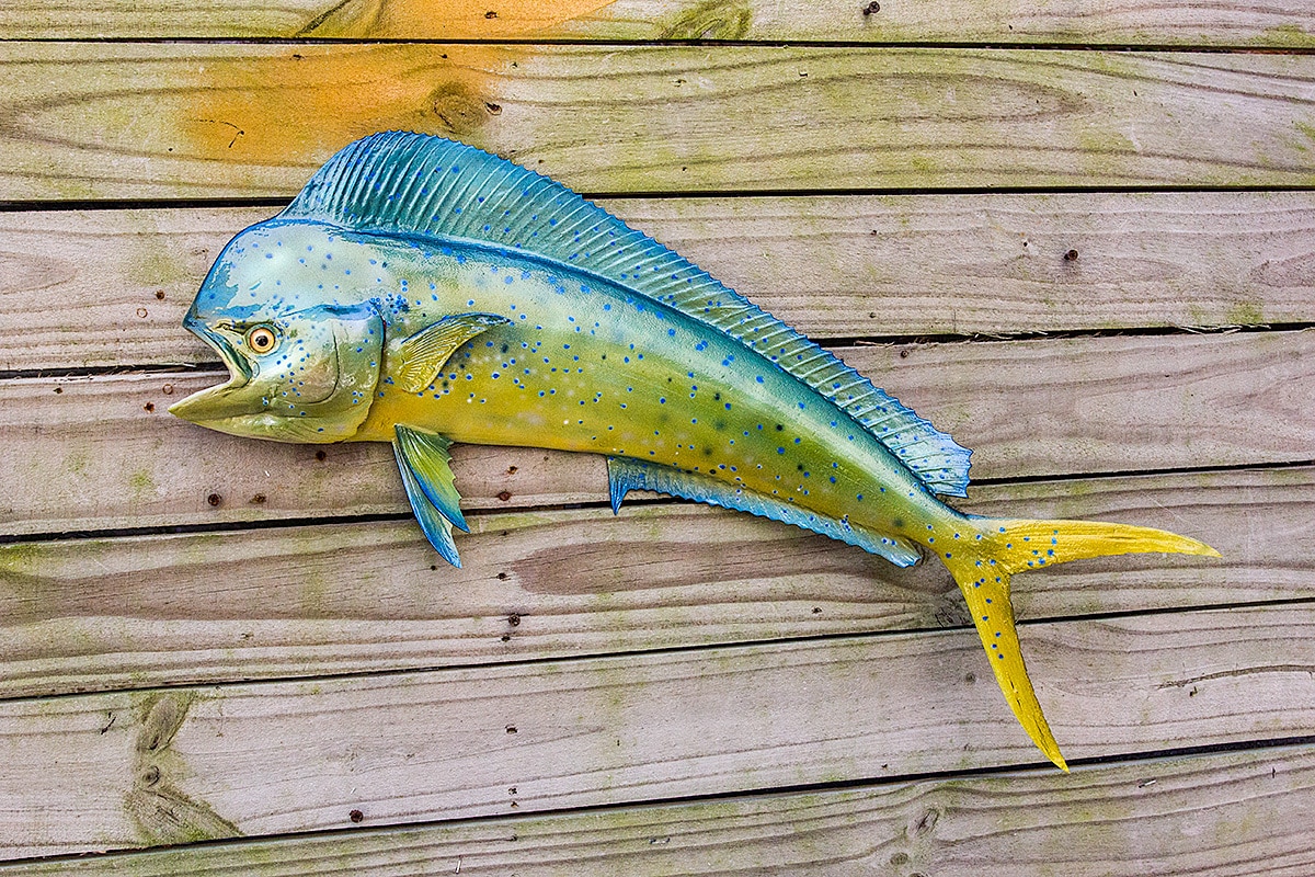 10 Spesies Ikan Yu Yang Menakjubkan!! - Umpan