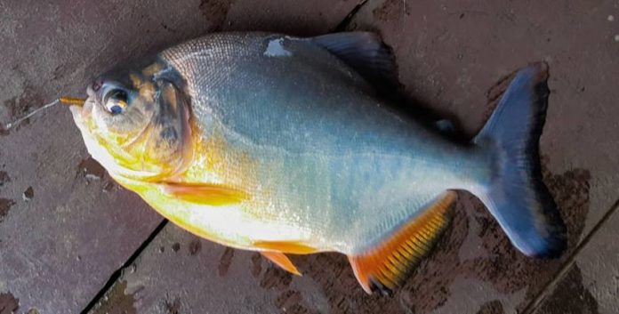 Kenali Ikan Pacu - Umpan