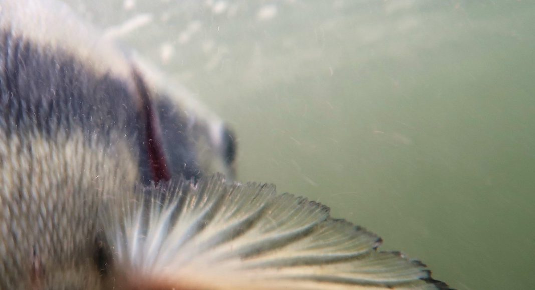 Anatomi Utama Luaran Badan Ikan