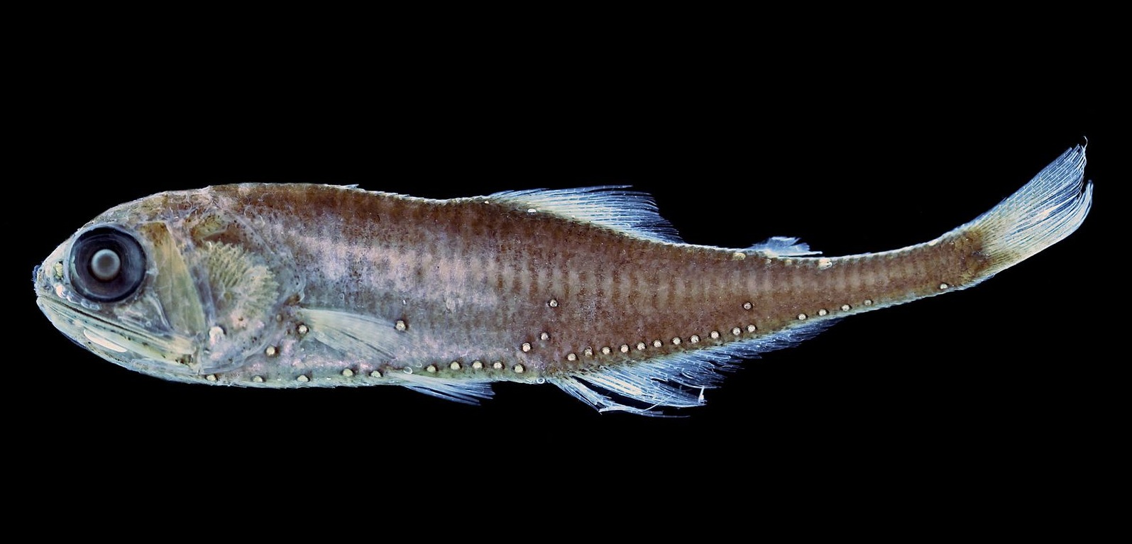 Sifat & Tabiat Spesies Ikan Todak!! - Umpan