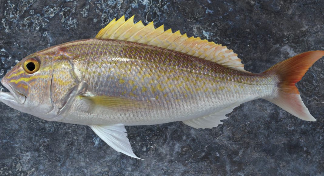 Kenali Ikan Goldband Snapper!!