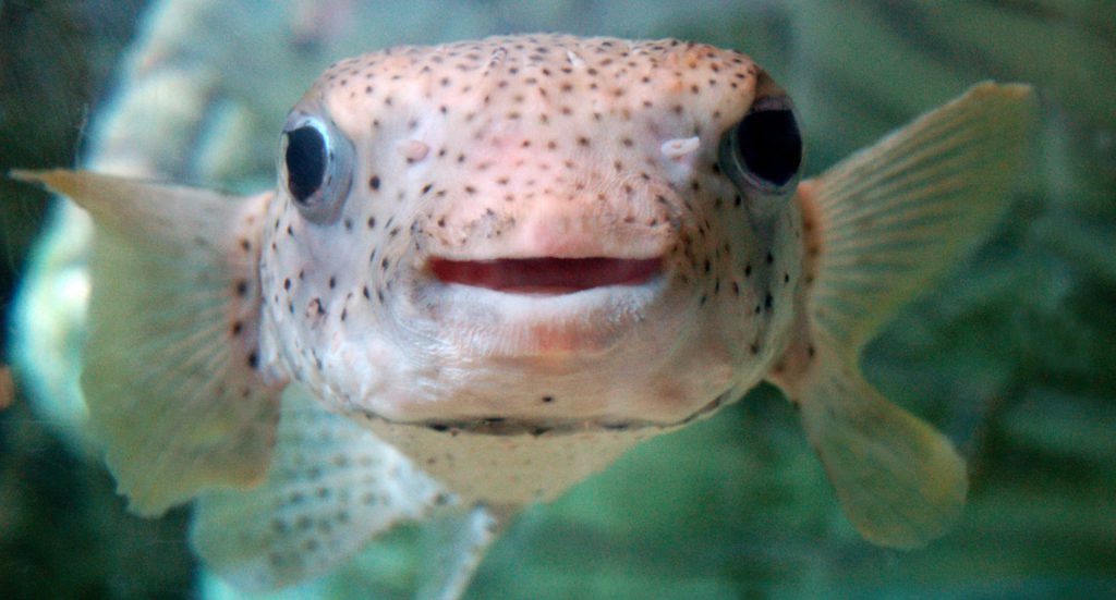 9 Ikan Terlajak Comel Penghias Akuarium - Umpan