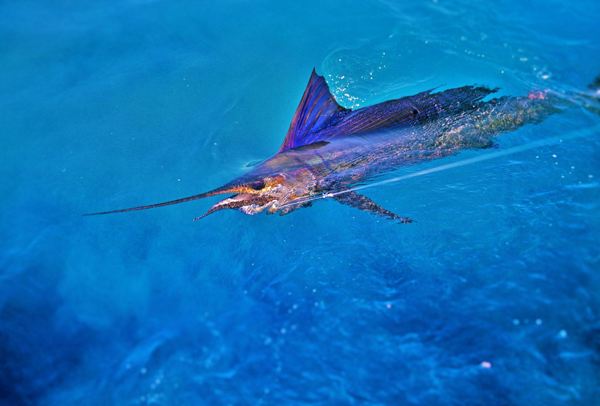 Ramai Yang Tak Tahu Perbezaan Ikan Ketarap Dan Bayan - Umpan