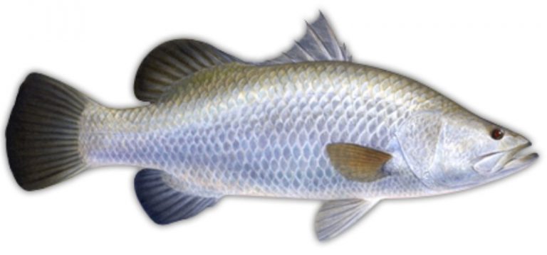 Kenali Ikan Siakap Putih - Umpan