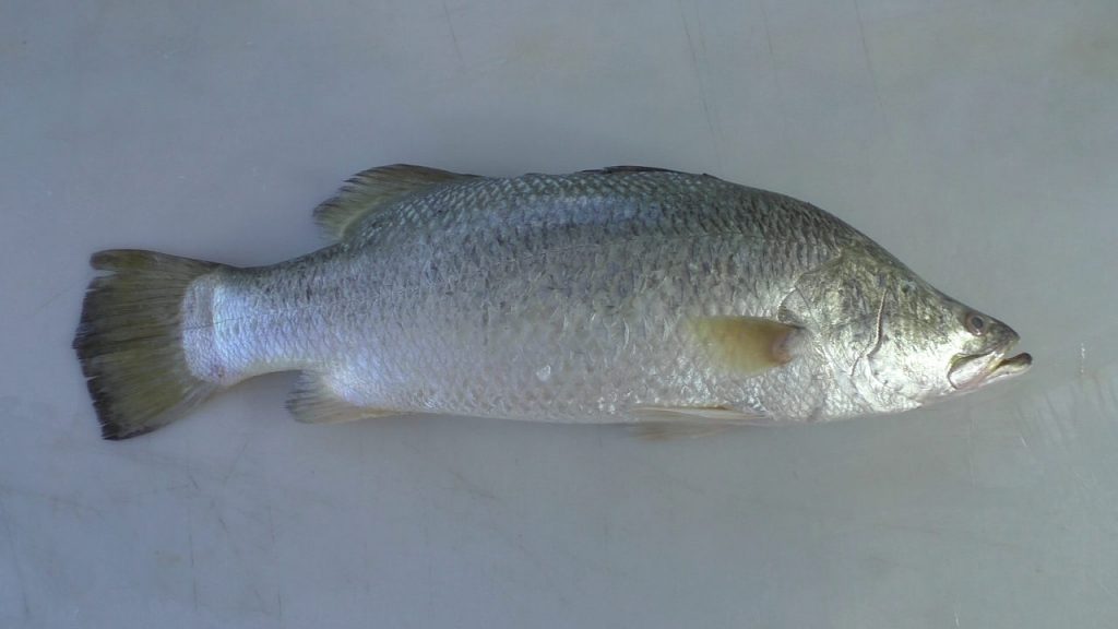 Kenali Ikan Siakap Putih - Umpan