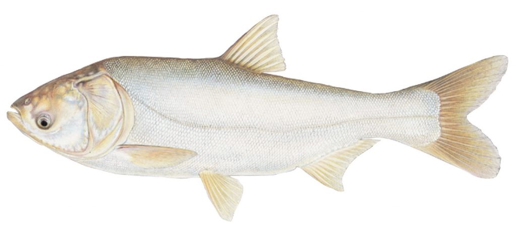 Kenali Ikan Tongsan Sisik Halus - Umpan