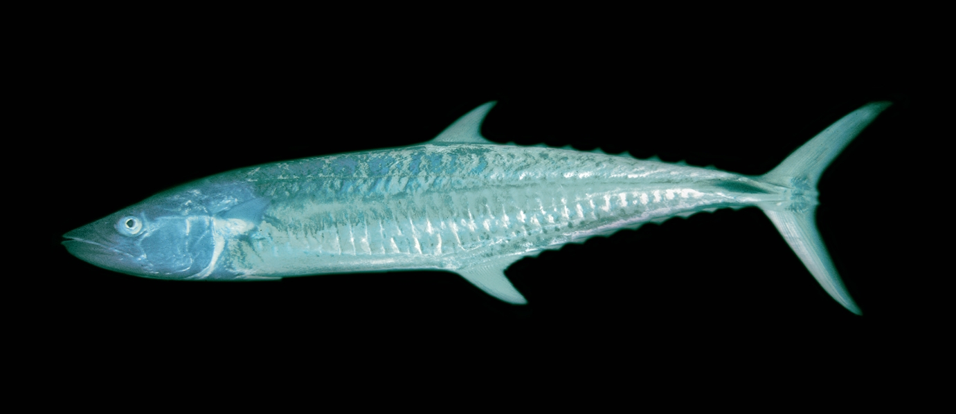 Mengenal Identiti Kumpulan Ikan Gerut-Gerut - Umpan