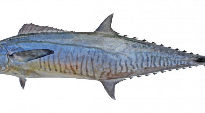 Mengenal Identiti Kumpulan Ikan Gerut-Gerut - Umpan