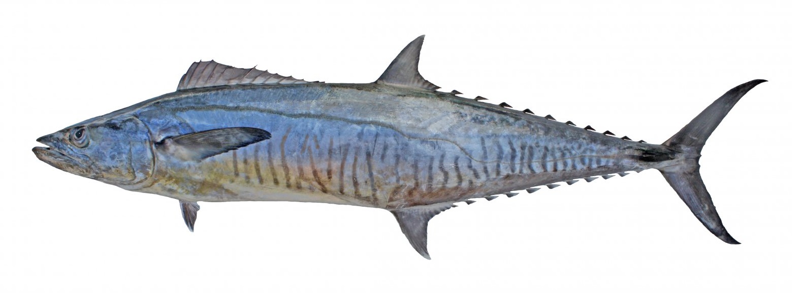 3 Spesies Tenggiri Popular Tanah Air © - Umpan