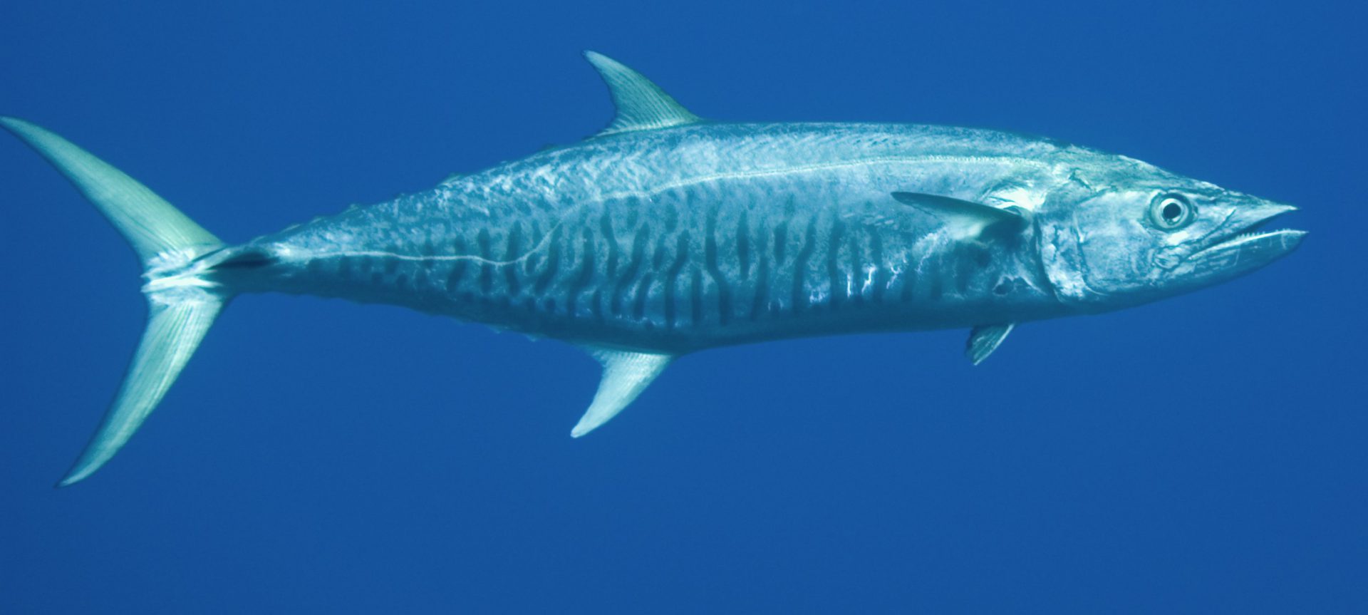 Mengenal Identiti Kumpulan Ikan Gerut-Gerut - Umpan