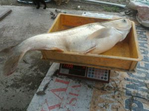 Mengenal Tabiat Ikan Tongsan Sebelum Memancing!!