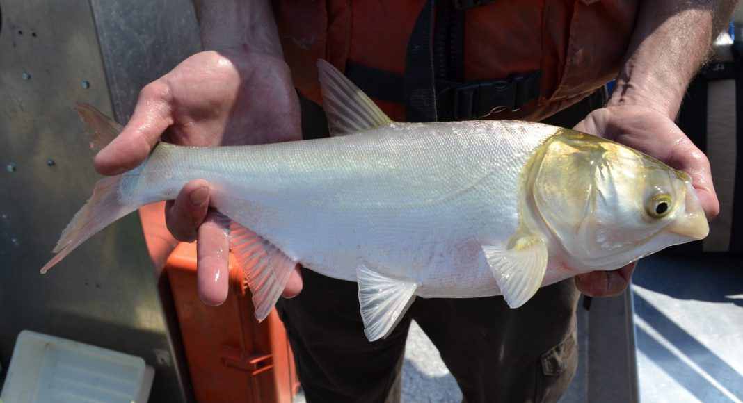 Mengenal Identiti Ikan Lampam Asli Tempatan - Umpan