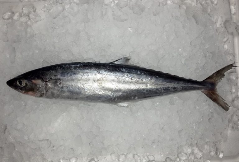 Jenis Ikan Tenggiri Yang Terdapat Di Laut Kita - Umpan