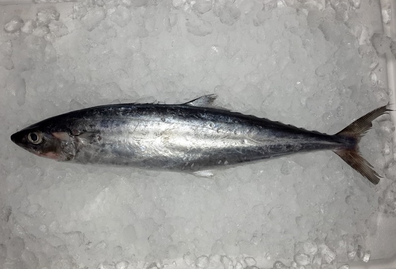 Jenis Ikan Tenggiri Yang Terdapat Di Laut Kita - Umpan