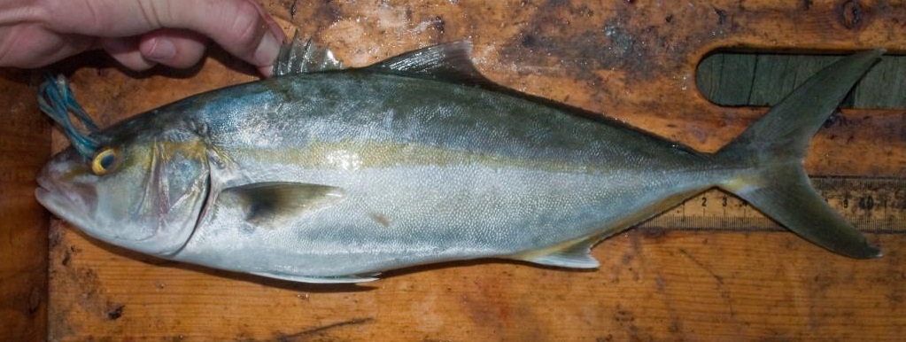 Kenali Famili Ikan Amberjacks - Umpan