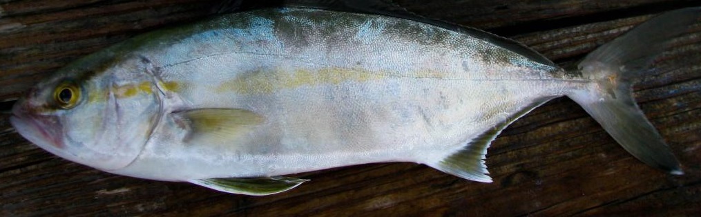Kenali Famili Ikan Amberjacks - Umpan