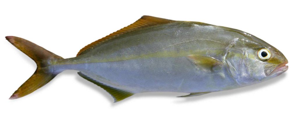 Kenali Famili Ikan Amberjacks - Umpan