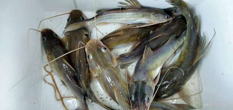 Kenali Ikan Baung!!