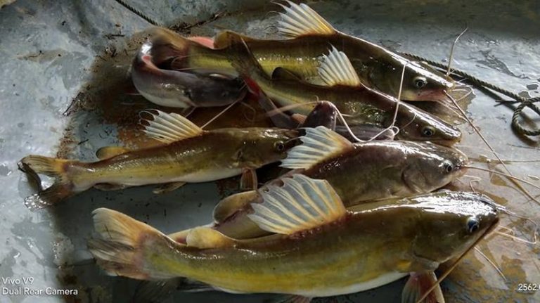 Kenali Ikan Baung!!