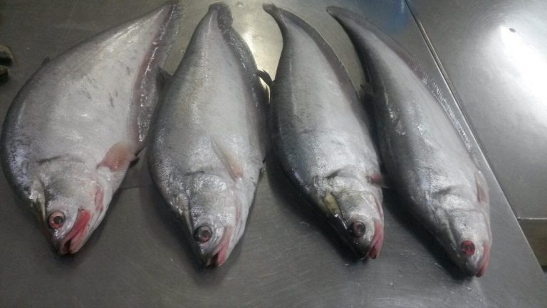 Profil Ikan Belida Sungai Yang Unik!!