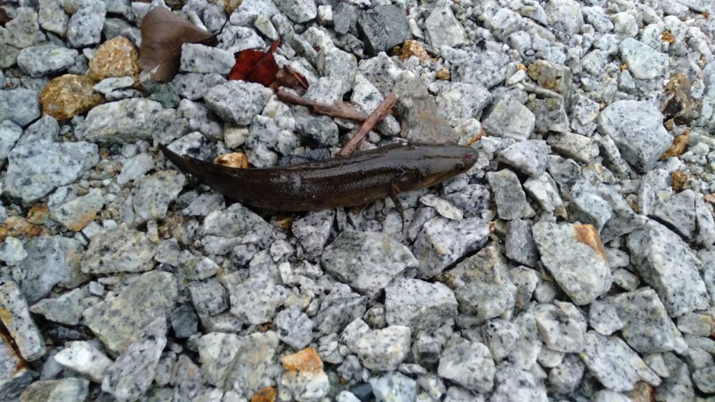 Kenali Ikan Bujuk - Umpan