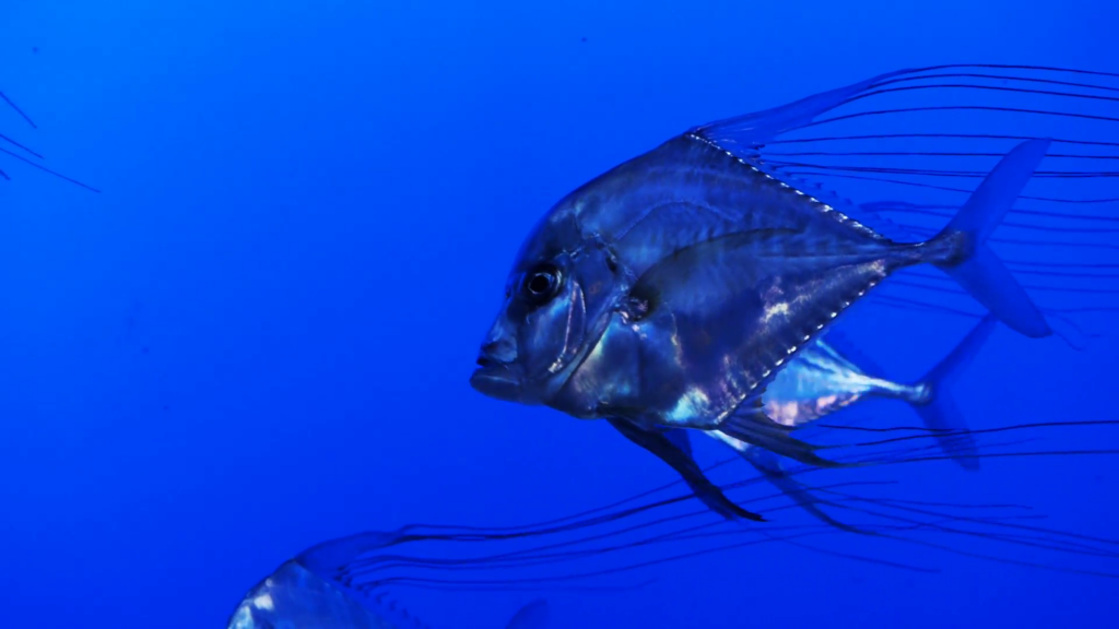 Kenali Ikan Ebek Kapak - Umpan