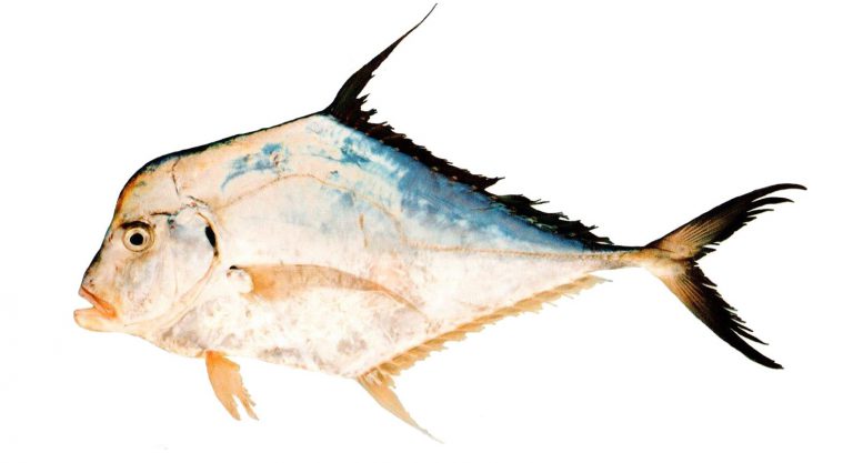 Kenali Ikan Ebek Kapak!!