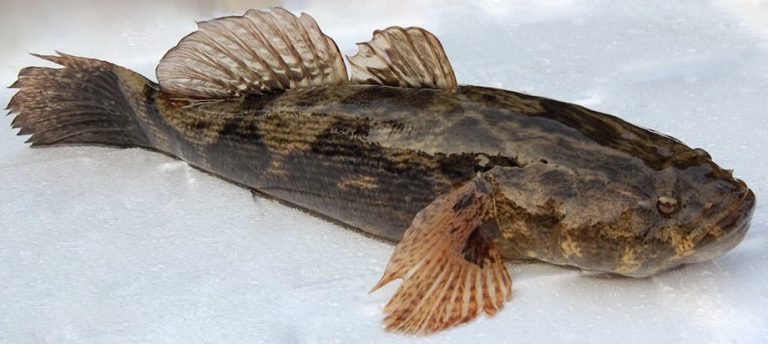 Info spesies: Keluarga ikan bayan / ketarap!! - Umpan