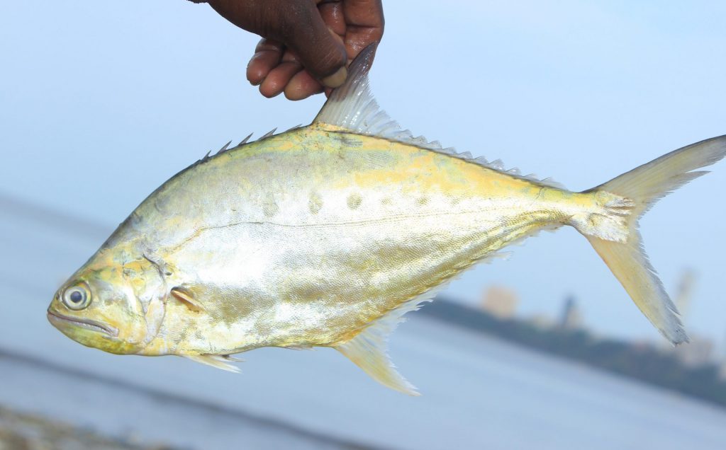 Kenali Famili Ikan Talang - Umpan
